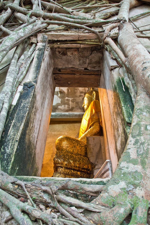 Buddhist Church Surrounded by Tree Root Stock Photo - Image of building ...