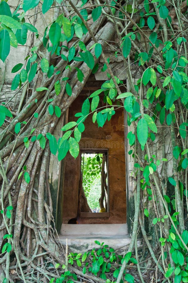 Buddhist Church Surrounded by Tree Root Stock Photo - Image of famous ...