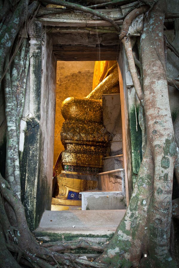 Buddhist Church Surrounded by Tree Root Stock Photo - Image of famous ...