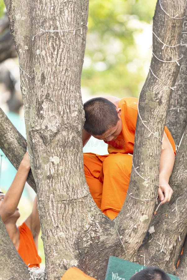 Buddhist Monk on Tree in Buddhist Temple Editorial Image - Image of ...