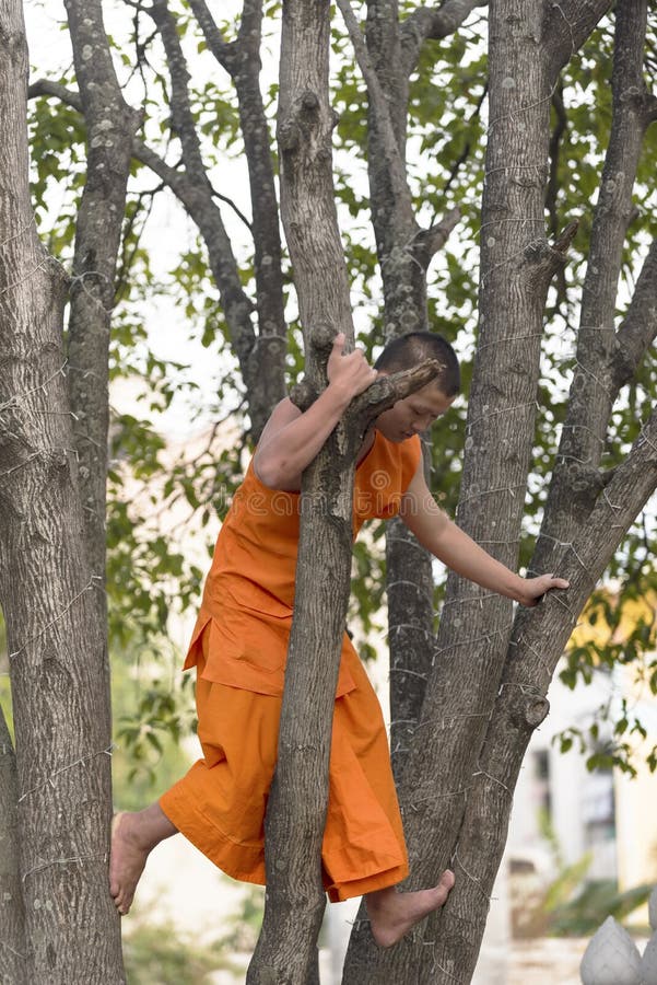Buddhist Monk on Tree in Buddhist Temple Editorial Stock Photo - Image ...
