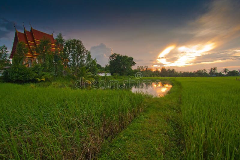 Buddhist Temple and Rice Field Stock Photo - Image of rice, culture ...