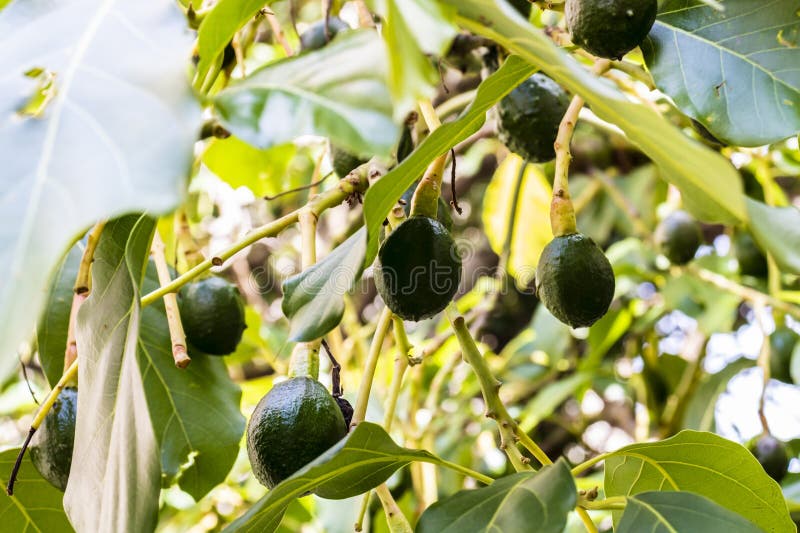 Budding Avocado Tree, Baby Fruit on Tree, Fruit Set Avocado Tree Stock ...