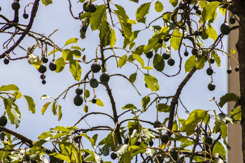 Budding Avocado Tree, Baby Fruit on Tree, Fruit Set Avocado Tree, Green ...
