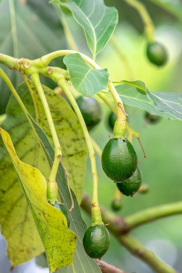 Budding Avocado Tree, Baby Fruit on Tree, Fruit Set Avocado Tree Stock ...