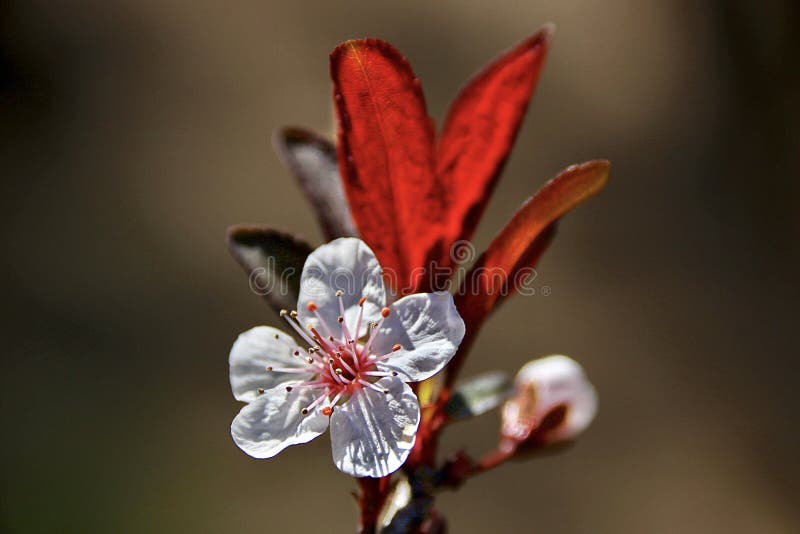Baby Tree stock image. Image of treeflower, tree, budding - 112238473