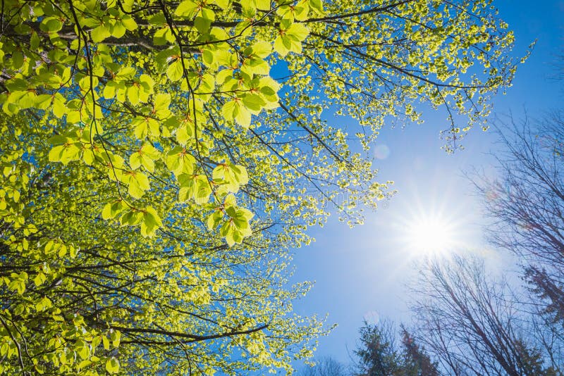 Budding Beech Trees with Bright Green Leaves in May, Bright Sunshine ...