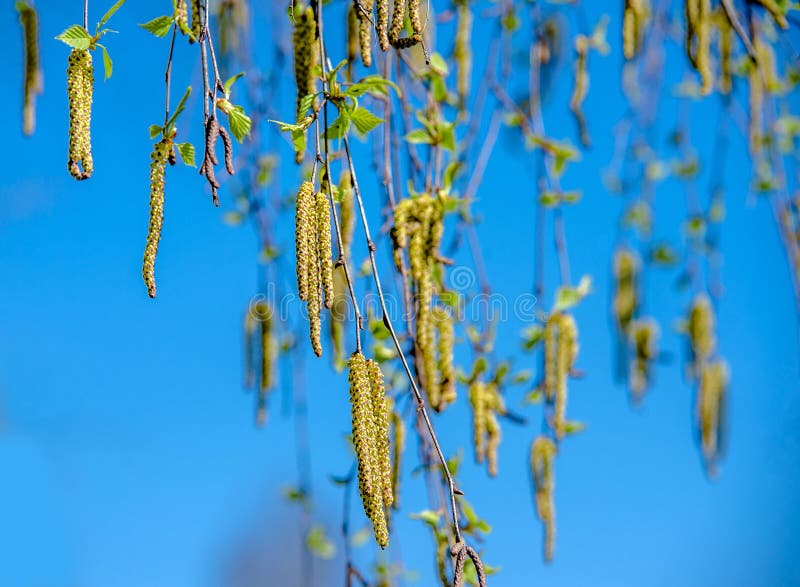 Budding Birch Leaves in the Early Spring Stock Image - Image of stem ...