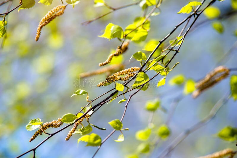 Budding Birch Leaves in the Early Spring Stock Image - Image of growth ...