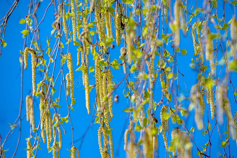 Budding Birch Leaves in the Early Spring Stock Image - Image of growth ...