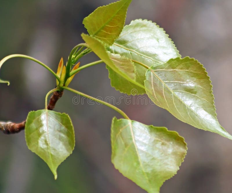 Budding Birch Tree with New Leaf Growth in Spring Stock Photo - Image ...