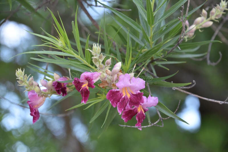 Budding and Blooming Desert Willow Plant in the Summer Stock Photo ...