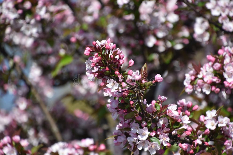 Budding and Blooming Pink Cherry Tree Flowering Stock Image - Image of ...