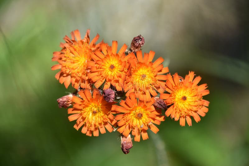 Budding and Blooming Wild Orange Hawkweed Stock Image - Image of bloom ...
