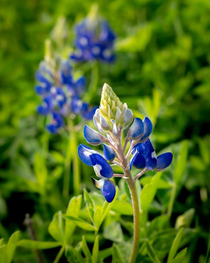 Budding Bluebonnet in Early Spring Stock Image - Image of blue ...
