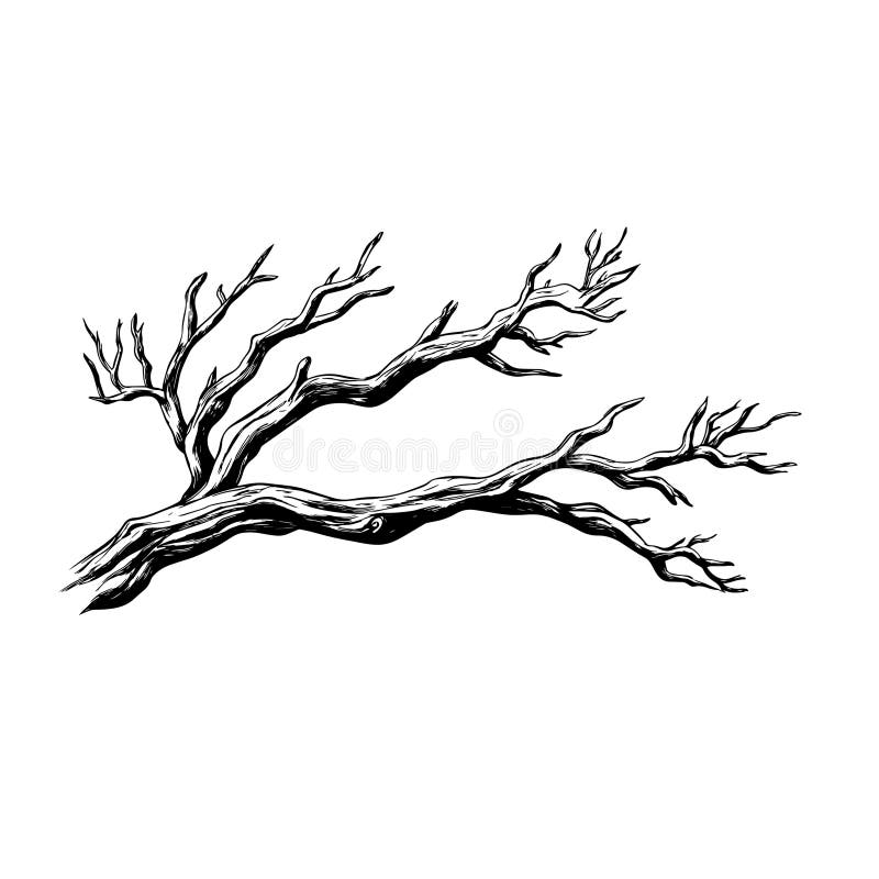 Budding Branch Hand-drawn Illustration for Botanical and Nature Designs ...