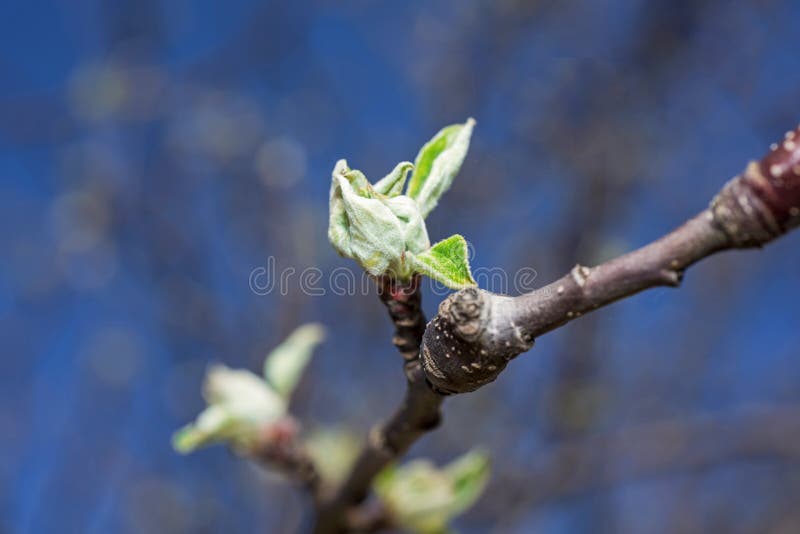 Budding Branches in the Spring Stock Photo - Image of budding, flowers ...