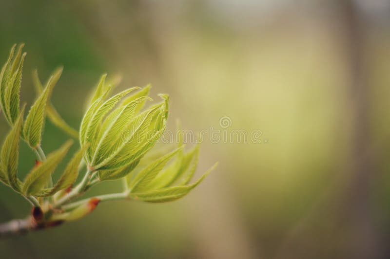 Budding Buckeye Tree Leaves Side Angle. Stock Photo - Image of leaf ...