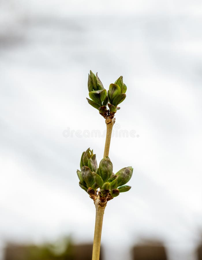 Budding Bud with Young Leaves Stock Photo - Image of blossoming ...