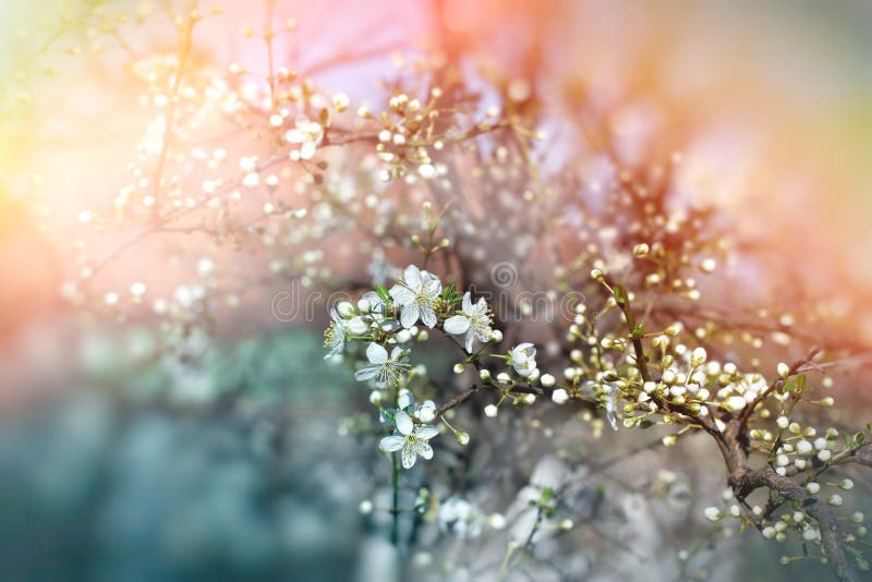 Budding Buds - Beautiful Spring Stock Image - Image of focus, flora ...