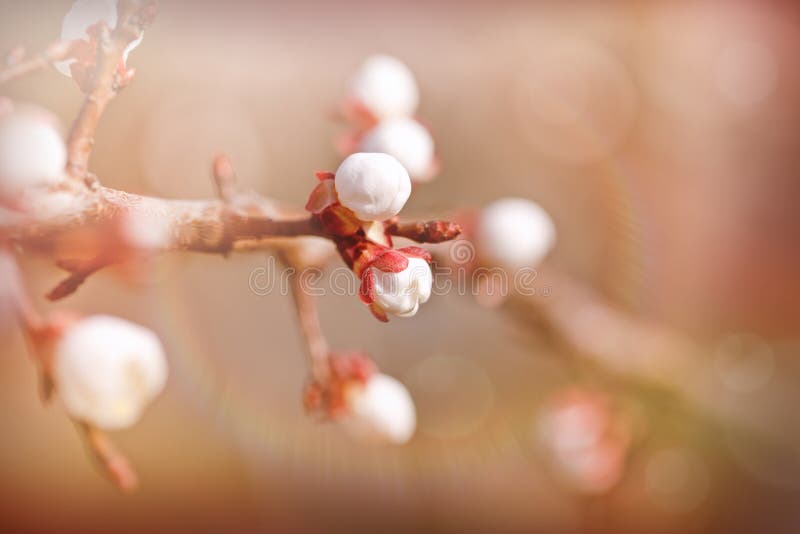 Budding buds(flowering) stock image. Image of flowers - 36364971