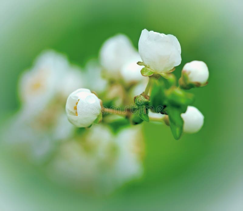 Budding buds(flowering) stock image. Image of flowers - 36364971
