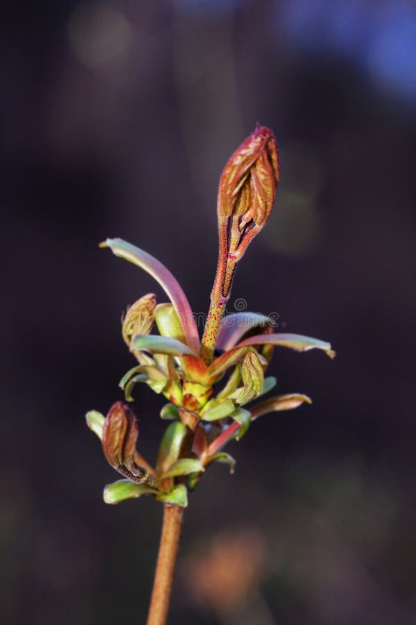 Budding Buds on Spring Branch Stock Image - Image of flora, natural ...