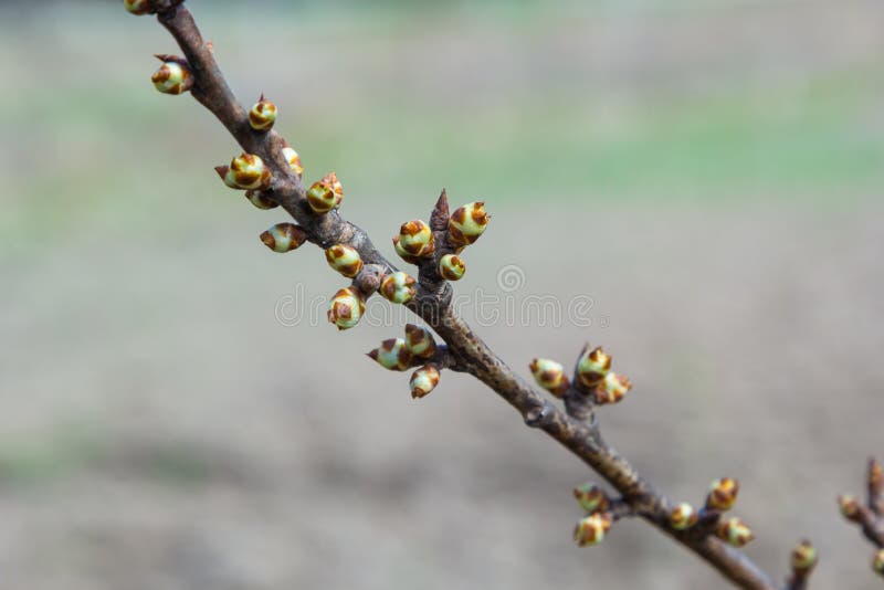 Budding Buds on a Tree Branch in Early Spring Macro Stock Image - Image ...