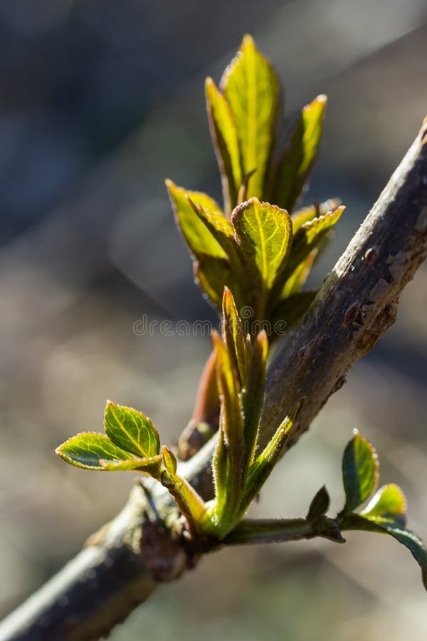Budding Buds on a Tree Branch in Early Spring Macro. Early Spring, a ...