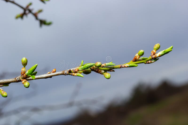 Budding Buds on a Tree Branch in Early Spring Macro. Early Spring, a ...