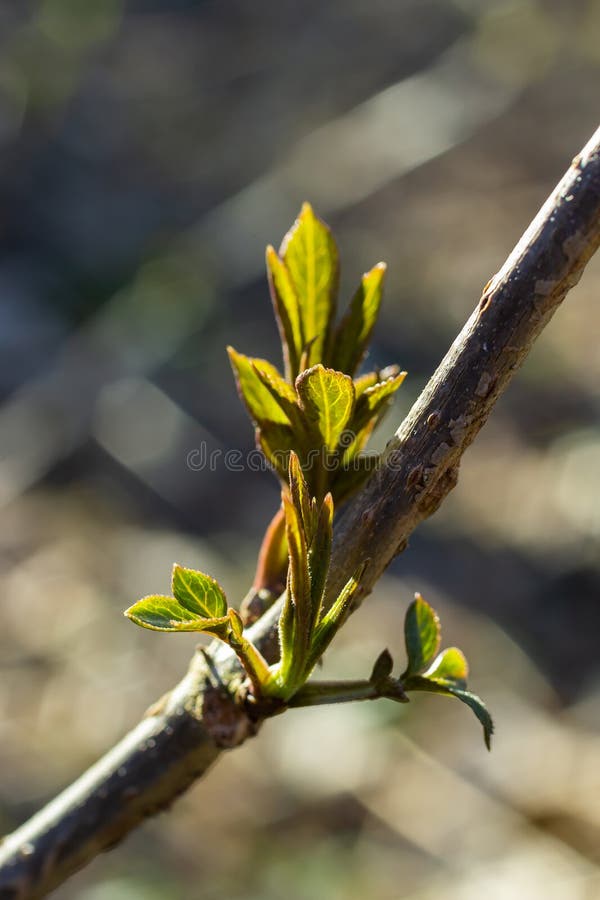Budding Buds on a Tree Against a Forest Background. Young Green Leaves ...