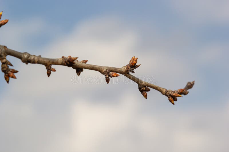 Budding Buds on a Tree Against a Forest Background. Young Green Leaves ...