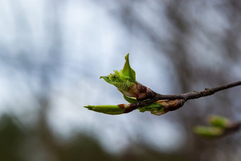 Budding Buds on a Tree Against a Forest Background. Young Green Leaves ...