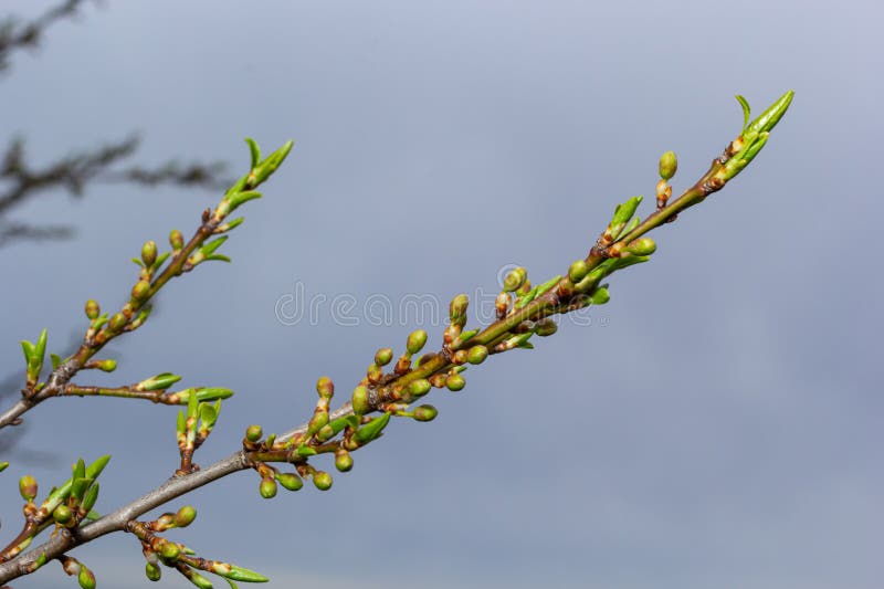 Budding Buds on a Tree Against a Forest Background. Young Green Leaves ...