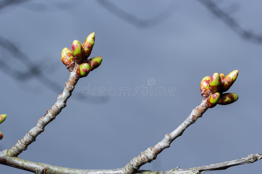Budding Buds on a Tree Branch in Early Spring Macro. Early Spring, a Twig on a Blurred ...