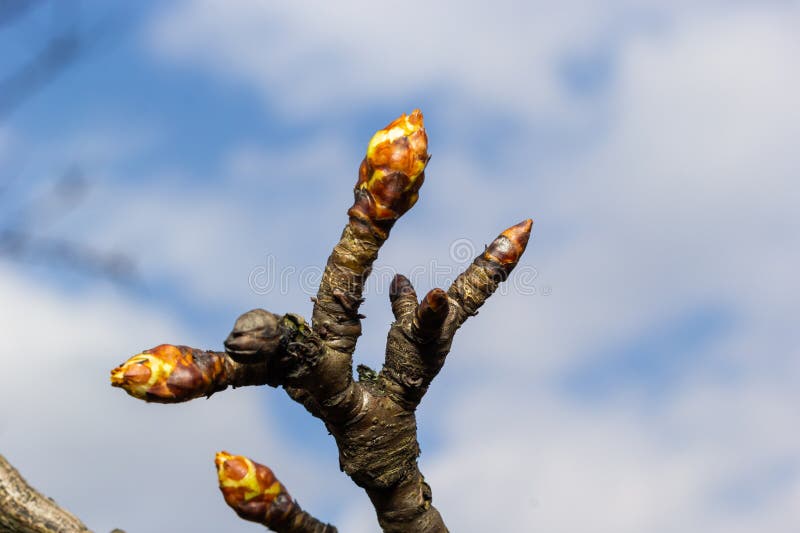 Budding Buds on a Tree Branch in Early Spring Macro. Early Spring, a ...