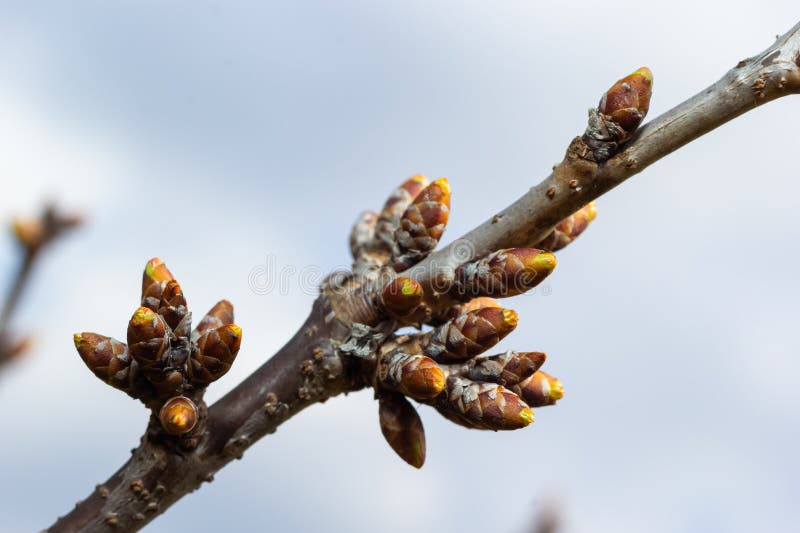 Budding Buds on a Tree Branch in Early Spring Macro. Early Spring, a ...