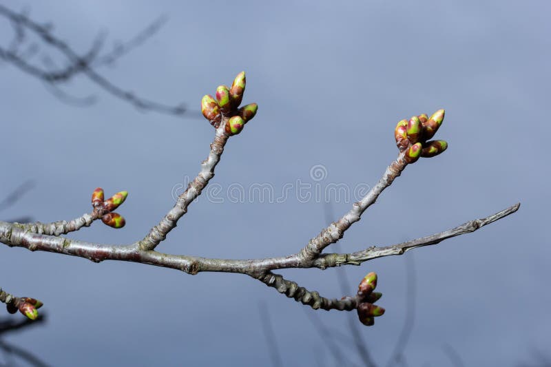 Budding Buds on a Tree Against a Forest Background. Young Green Leaves ...