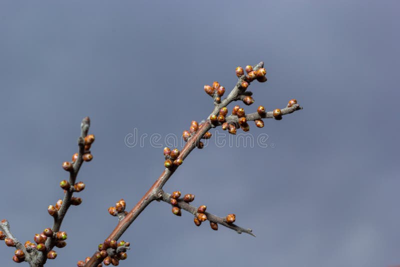 Budding Buds on a Tree Against a Forest Background. Young Green Leaves ...