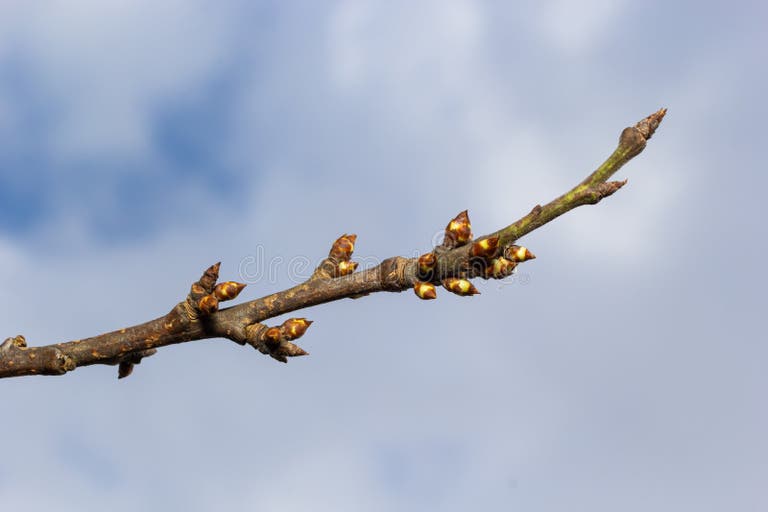 Budding Buds on a Tree Branch in Early Spring Macro. Early Spring, a ...