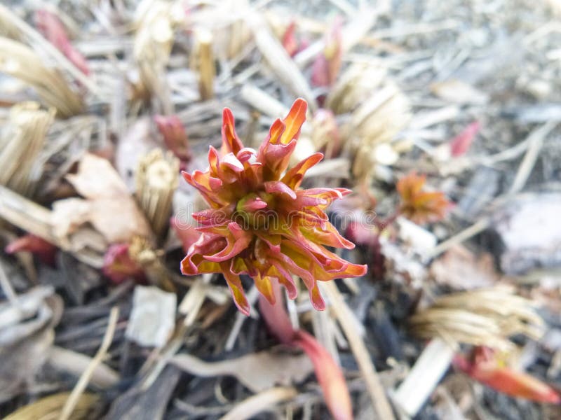Ground Out Plant Pushing Stock Photos - Free & Royalty-Free Stock ...