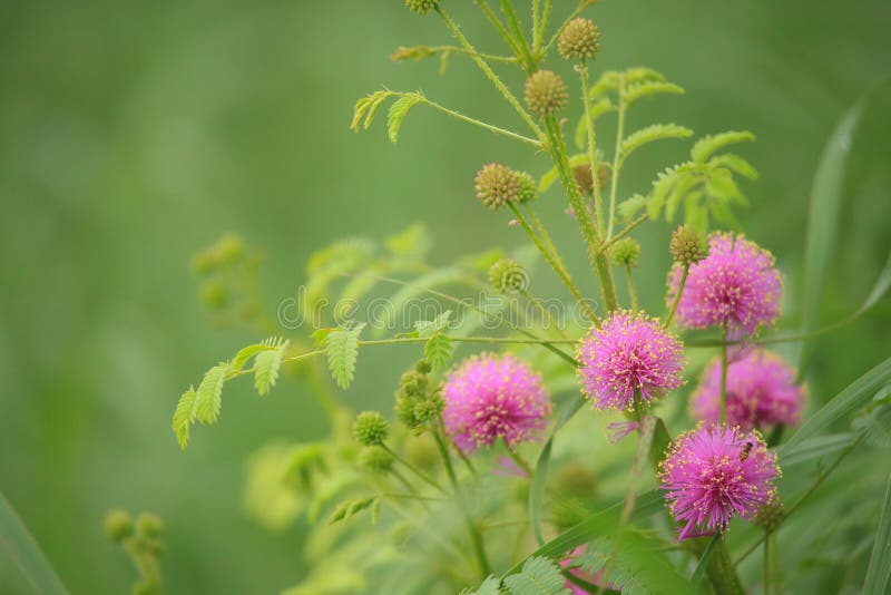 Catclaw Brier - Mimosa Nuttallii Stock Image - Image of sensitive ...