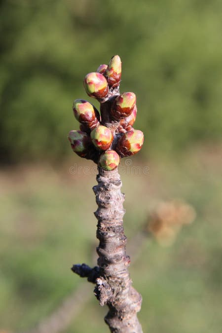 Budding cherry-tree stock image. Image of cherry, spring - 16734679