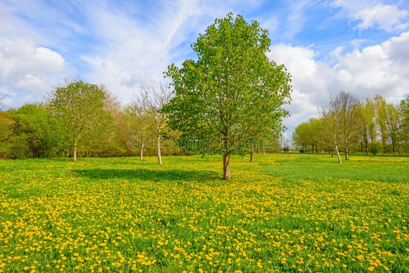 Budding Chestnut Tree in a Field Stock Image - Image of field, tranquil ...
