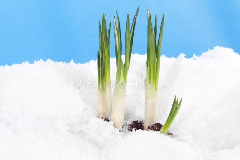Budding crocus stock photo. Image of closeup, frost, bright - 18150422