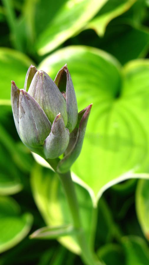 Budding flower stock image. Image of outdoors, botanical - 5919683