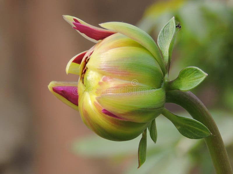 Budding Flower Picture. Image: 84960037