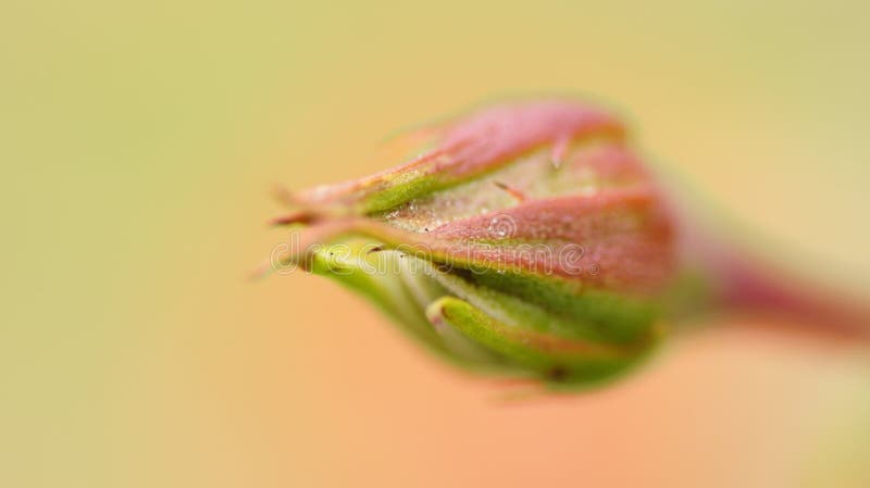 Budding of a Flower in a Close Up View by Person Stock Image - Image of ...