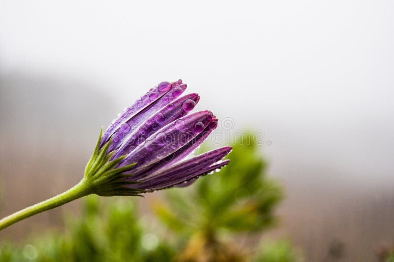 Budding Flower stock image. Image of flowers, macro, colorful - 76338417