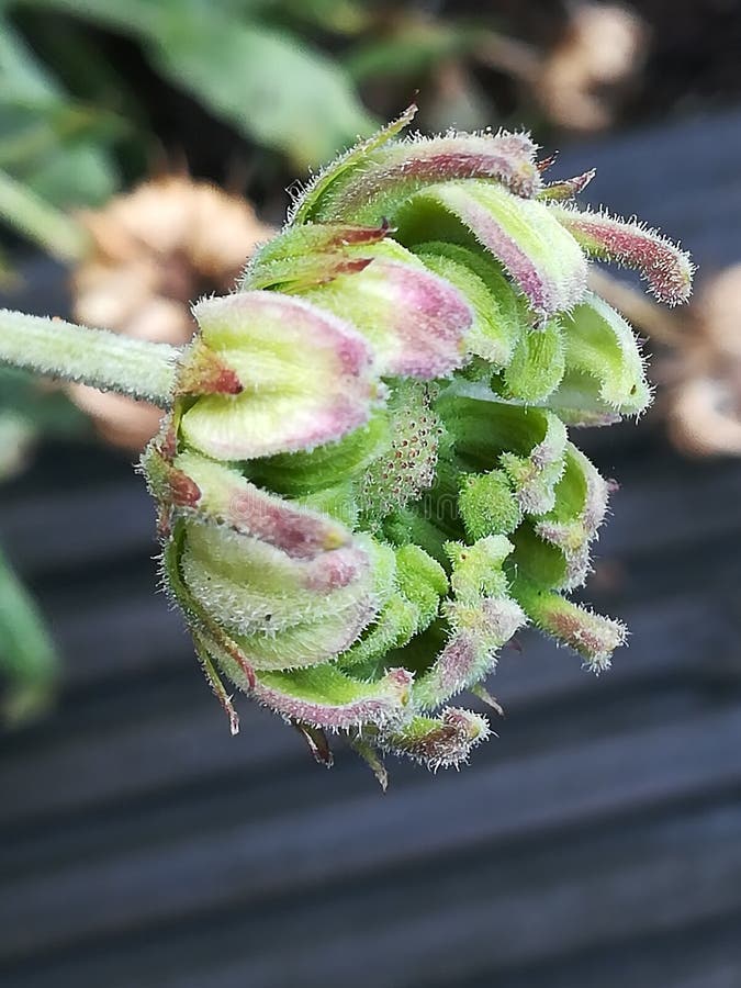 Budding Flower of the Barbados Cherry Stock Photo - Image of purple ...